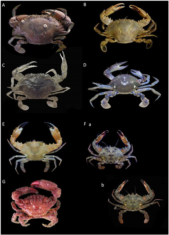 Diversity | Free Full-Text | Marine Crabs of Guinea-Bissau, with ...