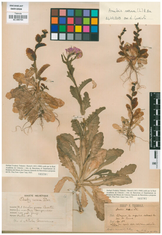 The Trèmols Herbarium: A European Herbarium from the End of the 19th ...