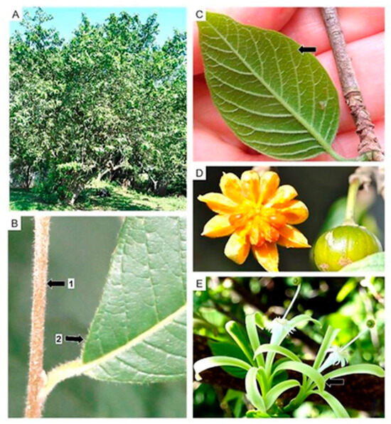 Diversity | Free Full-Text | A Taxonomic Review of South African ...