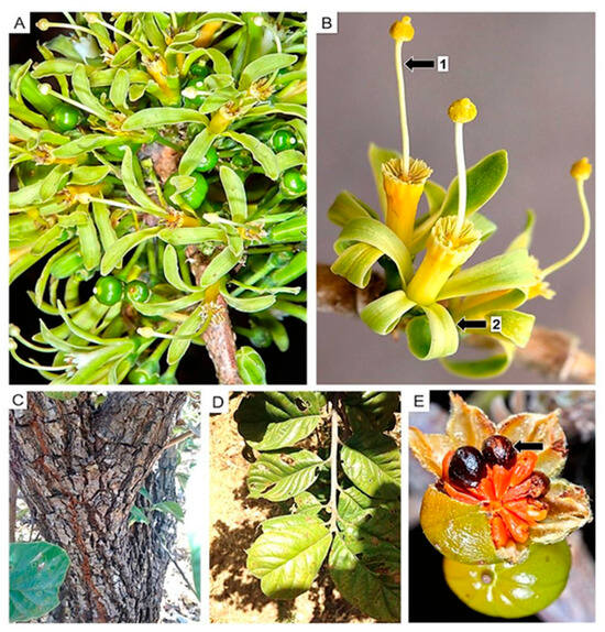 Diversity | Free Full-Text | A Taxonomic Review of South African ...