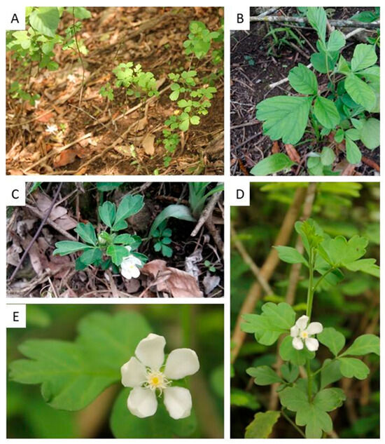 Diversity | Free Full-Text | A Taxonomic Review of South African ...