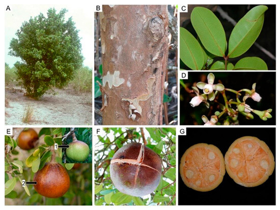 A Taxonomic Review of South African Indigenous Meliaceae Using ...