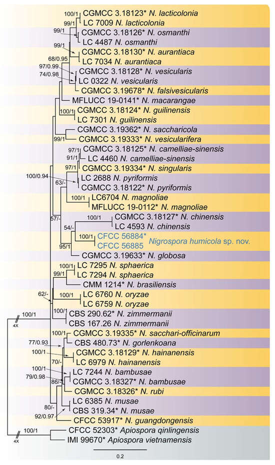 Nigrospora humicola (Apiosporaceae, Amphisphaeriales), a New Fungus ...