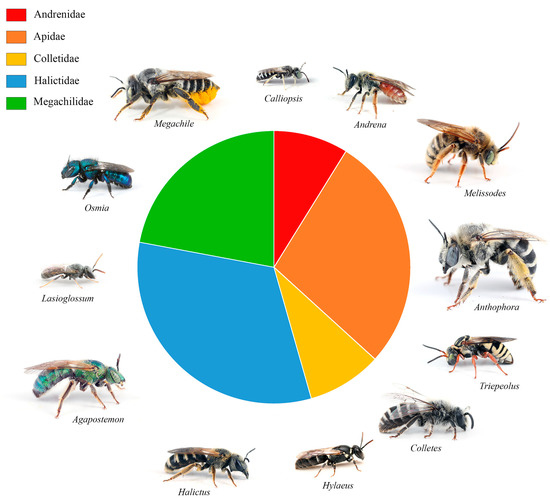 The Bee Communities of Young Living Lavender Farm, Mona, Utah, USA