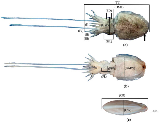 Morphological Variation and New Description of the Subcutaneous Gland ...