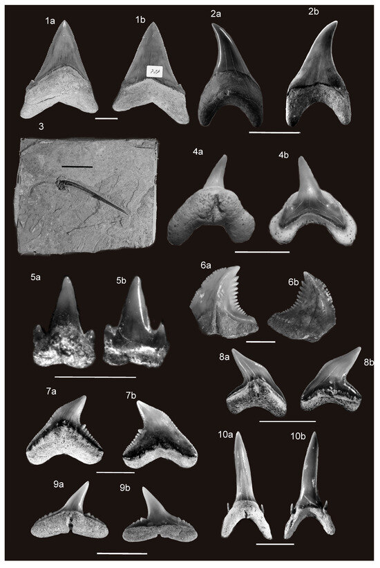 A Review of the Paleobiology of Some Neogene Sharks and the Fossil ...