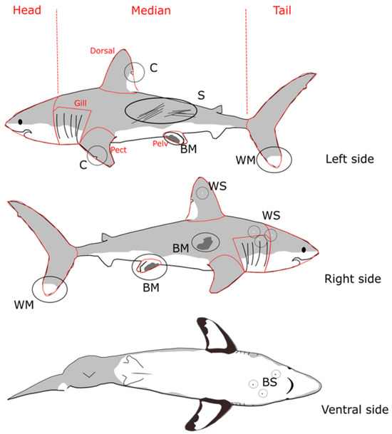 First Use of Free-Diving Photo-Identification of Porbeagle Shark (Lamna ...