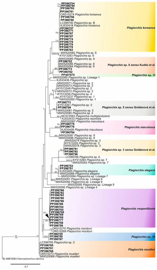 Molecular Diversity of the Genus Plagiorchis Lühe, 1899 in Snail Hosts ...