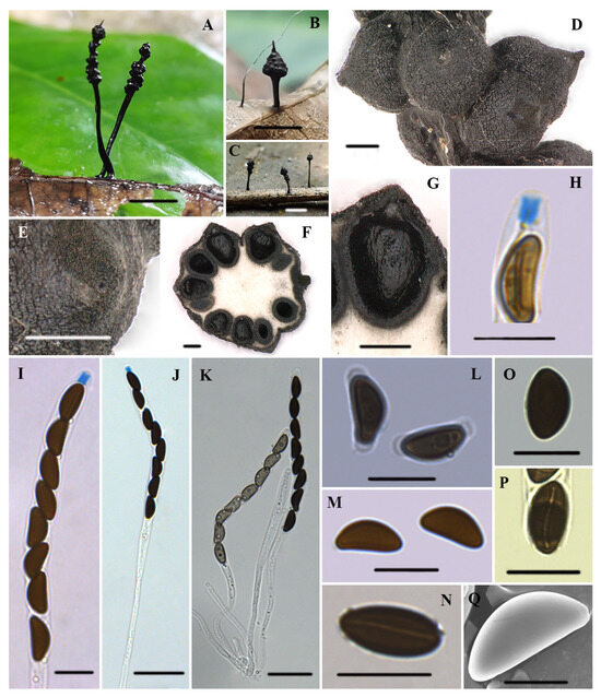Two New and One First Recorded Species of Xylaria Isolated from Fallen ...