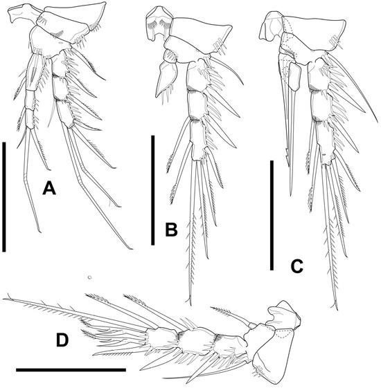 Two New Species of Elaphoidella (Copepoda, Harpacticoida) from ...