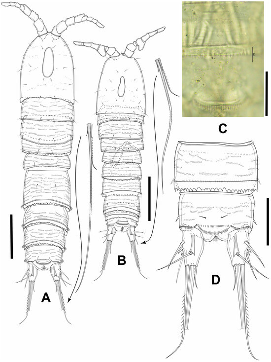 Two New Species of Elaphoidella (Copepoda, Harpacticoida) from ...