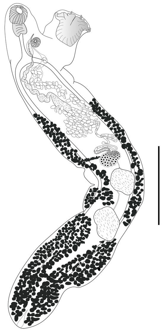 Redescription and First Nucleotide Sequences of Opecoeloides ...