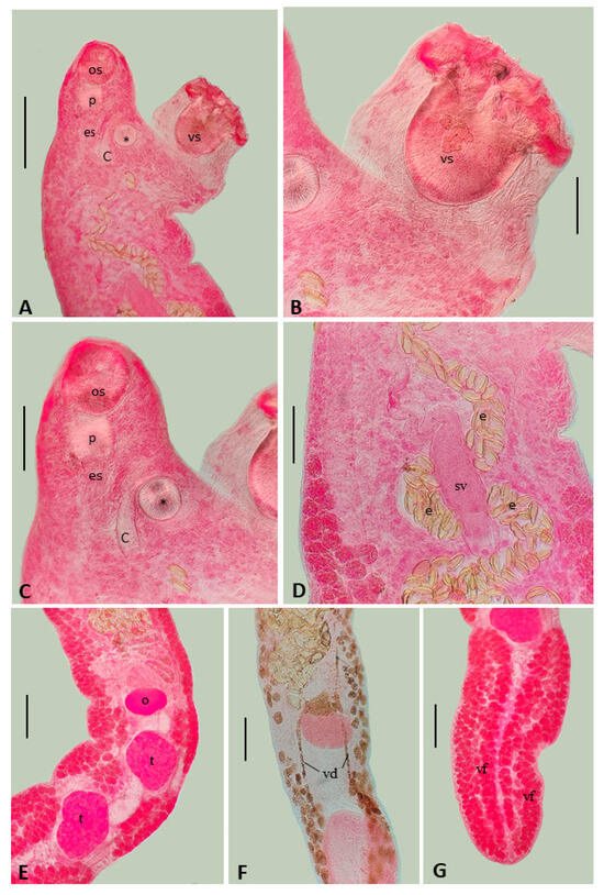 Redescription and First Nucleotide Sequences of Opecoeloides ...