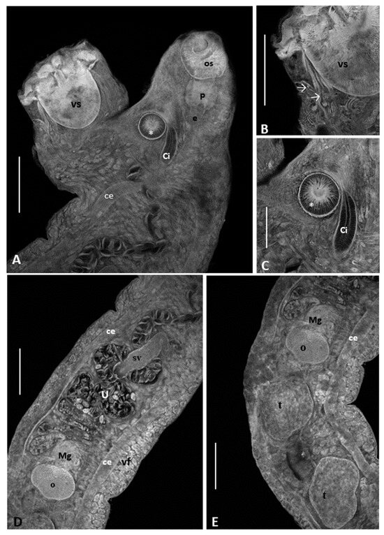 Redescription and First Nucleotide Sequences of Opecoeloides ...
