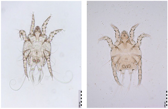 Is Chorioptes texanus to Displace Chorioptes bovis? Notes on the Mites ...
