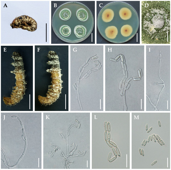 Metarhizium dianzhongense sp. nov. and New Record of M. bibionidarum ...