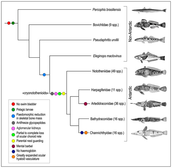Divergent Evolution Tasmania