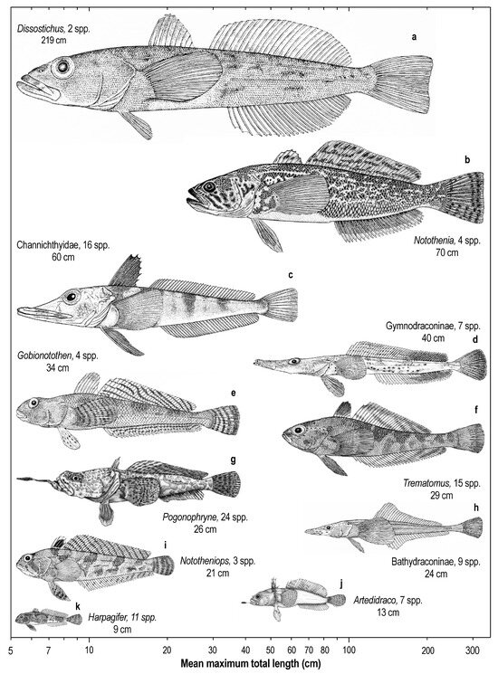 The Axes of Divergence for the Evolutionary Radiation of Notothenioid ...