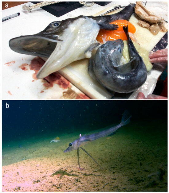 The Axes of Divergence for the Evolutionary Radiation of Notothenioid ...