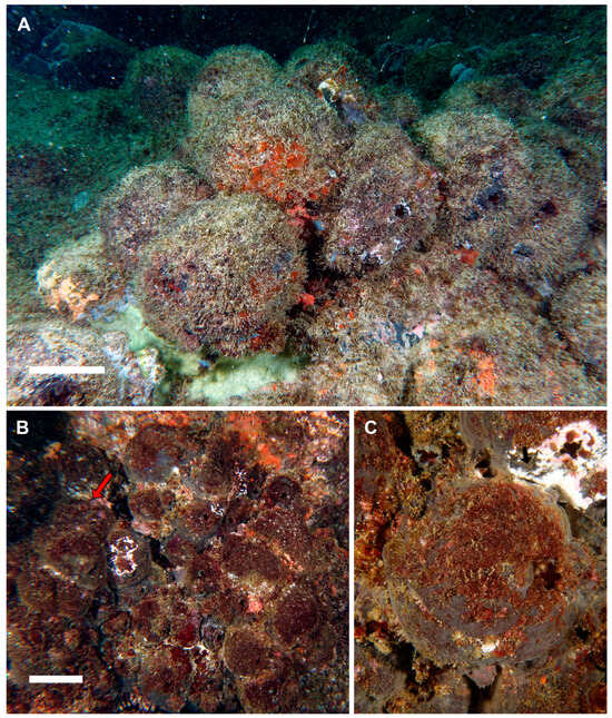 Unique Aggregations of a Large Undescribed Solitary Tunicate in the ...