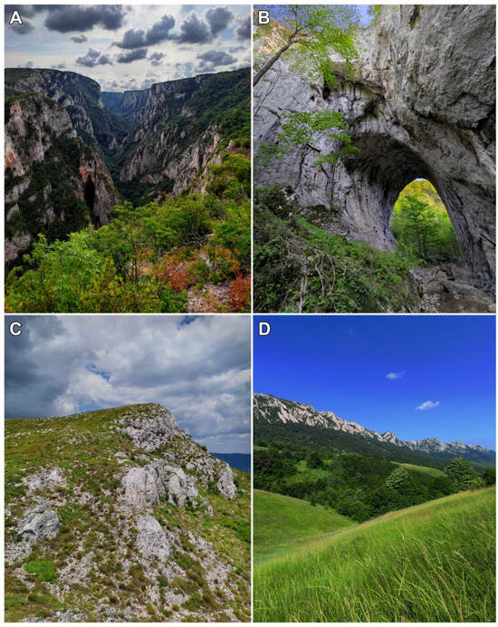The Diversity of Subterranean Terrestrial Arthropods in Resava Cave ...