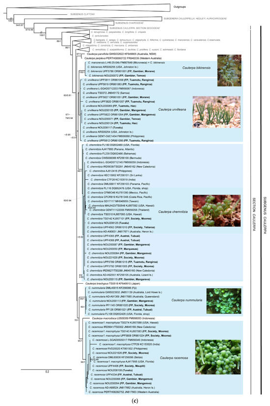 Taxonomic Insights into Caulerpa (Bryopsidales, Chlorophyta) Species in ...
