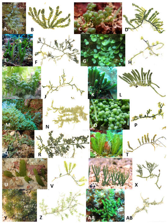 Taxonomic Insights into Caulerpa (Bryopsidales, Chlorophyta) Species in ...