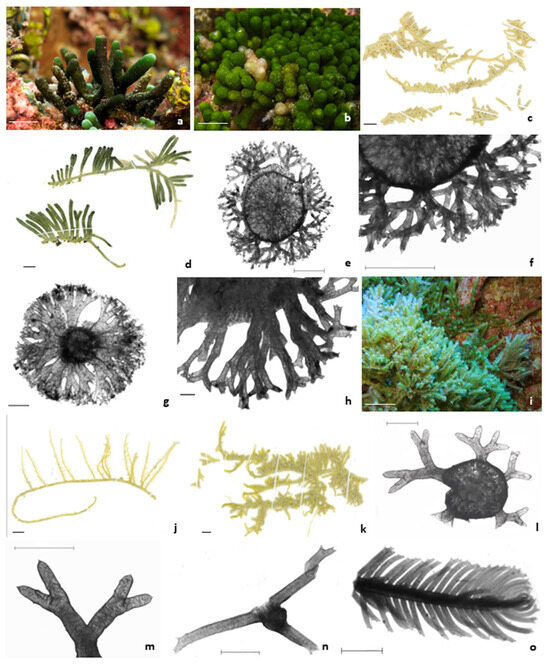 Taxonomic Insights into Caulerpa (Bryopsidales, Chlorophyta) Species in ...