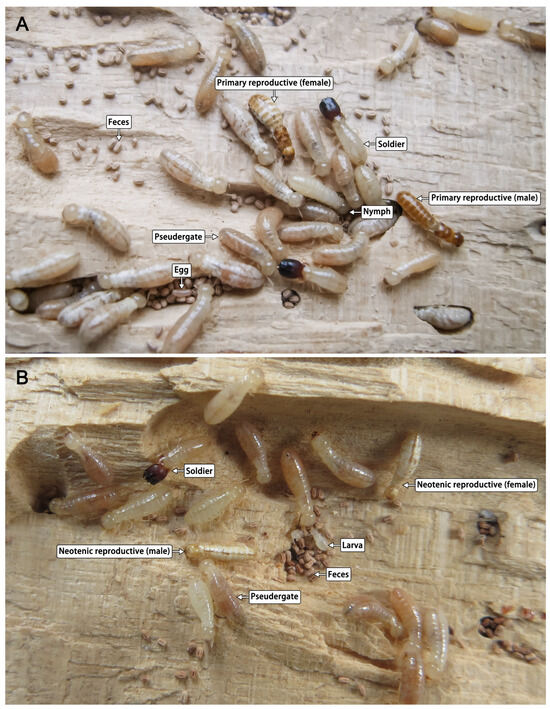 Types and Fecundity of Neotenic Reproductives Produced in 5-Year-Old ...