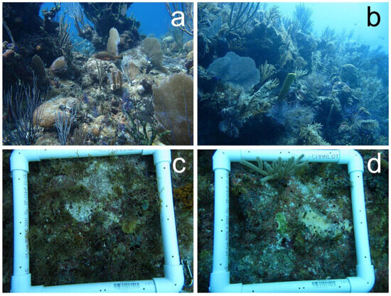 Diversity of Cryptofaunal Nematode Assemblages along the Jardines de La ...