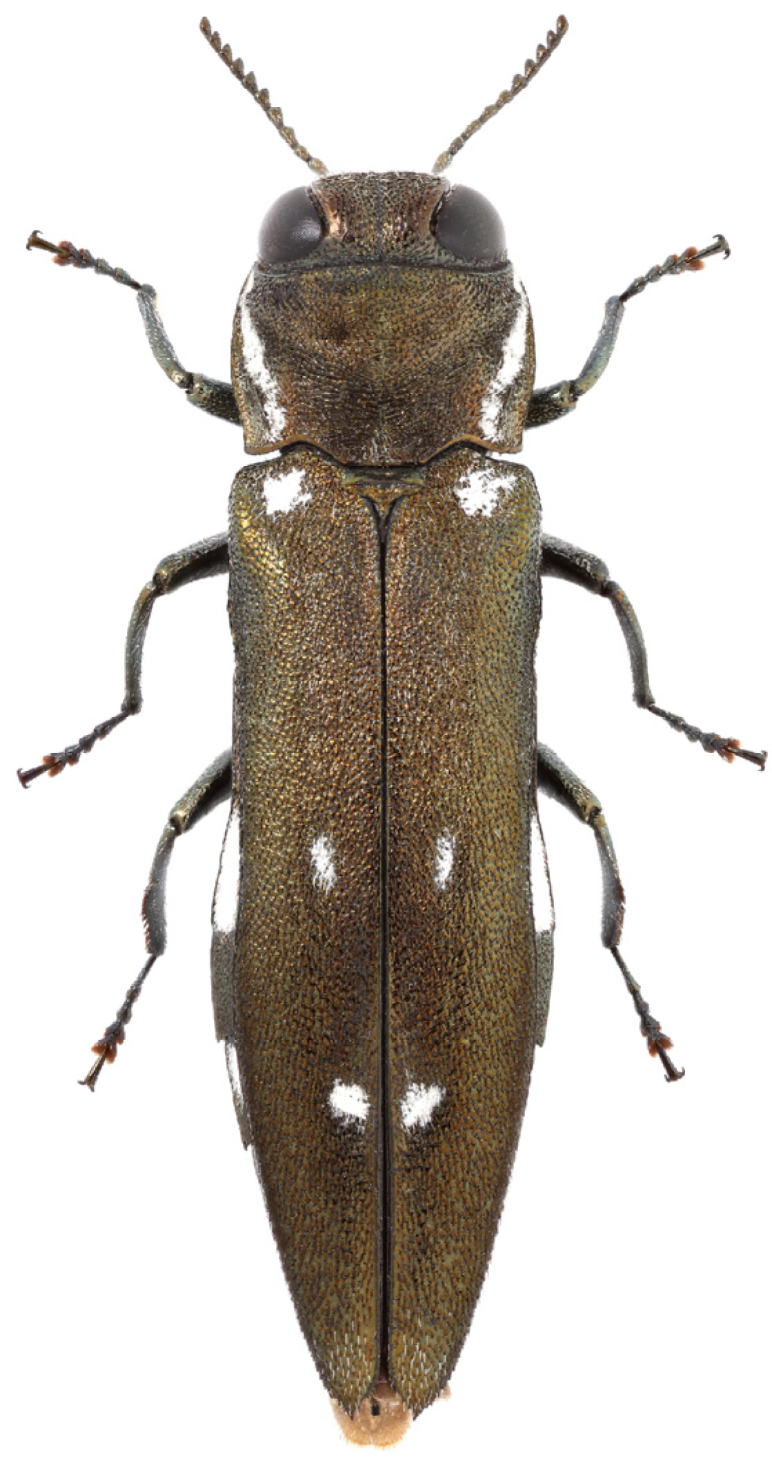 The Potential of Artificial Snags to Promote Endangered Saproxylic ...