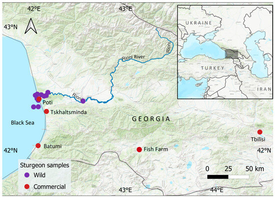 Genetic Evidence for the Presence of Wild-Caught Sturgeons in ...