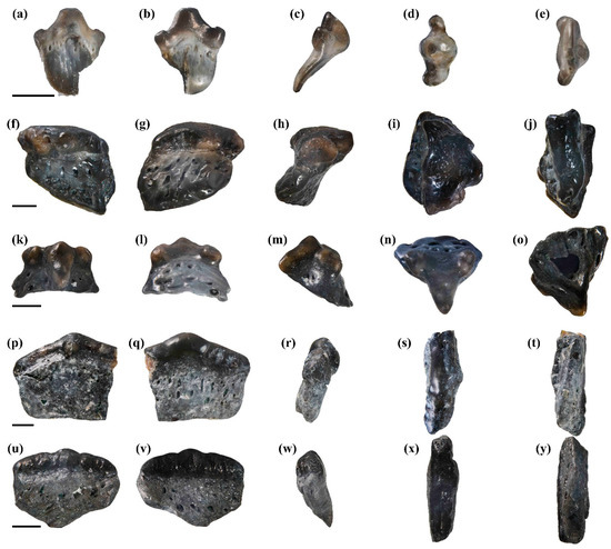 A Description of the New Hybodont Shark Genus, Columnaodus, from the ...