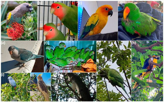 Evaluating the Status of Lost, Found and Sighted Non-Native Pet Bird ...