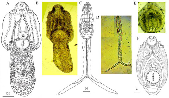 Diplostomum cf. vanelli Yamaguti, 1935 (Trematoda: Diplostomidae ...