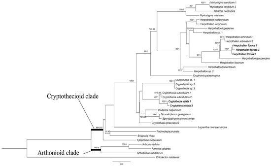 A New Species and a New Record of Byssoid Arthoniaceae (Lichenized ...