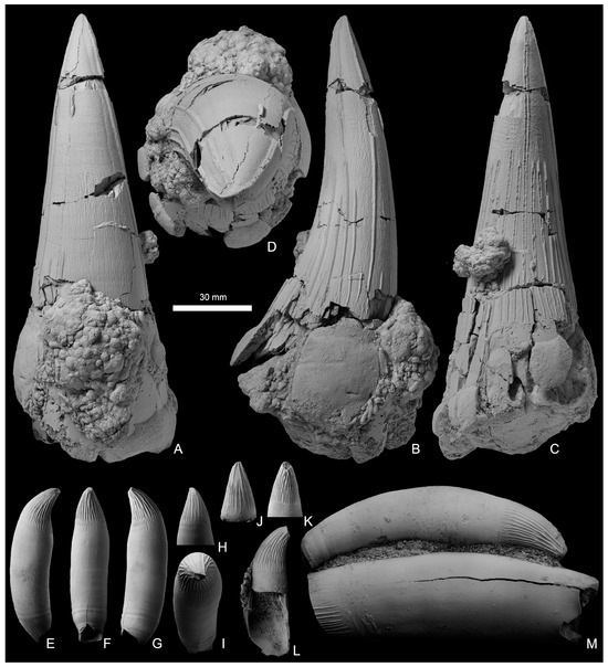 Callovian Marine Reptiles of European Russia
