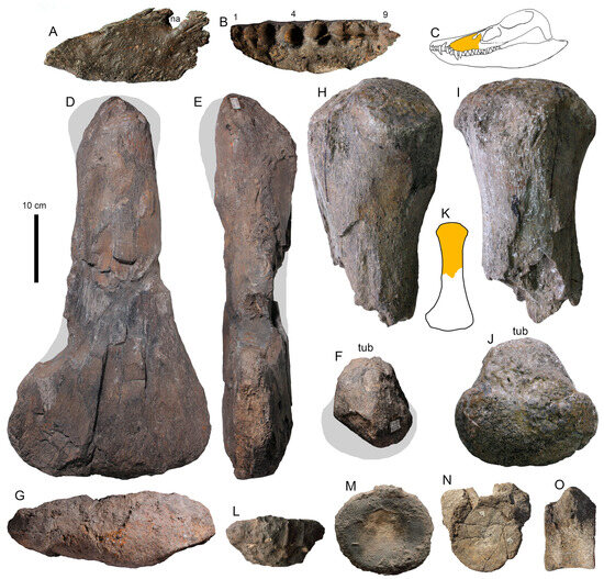 Callovian Marine Reptiles of European Russia