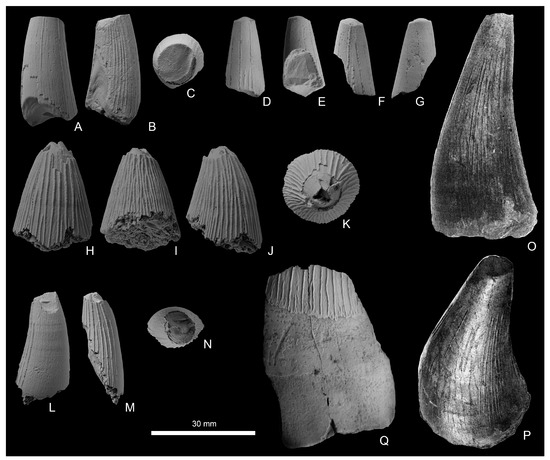 Callovian Marine Reptiles of European Russia