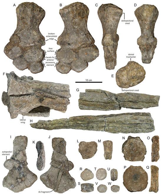 Callovian Marine Reptiles of European Russia