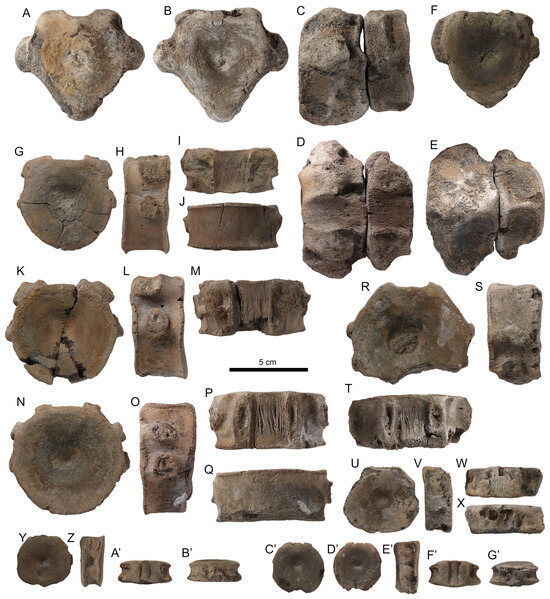 Callovian Marine Reptiles of European Russia