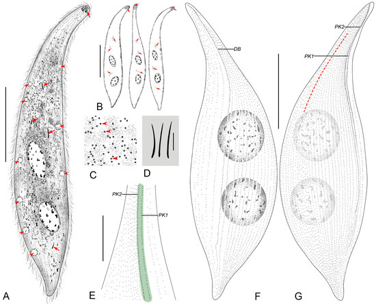 Diversity of Pleurostomatid Ciliates: Morphology, Taxonomy and ...