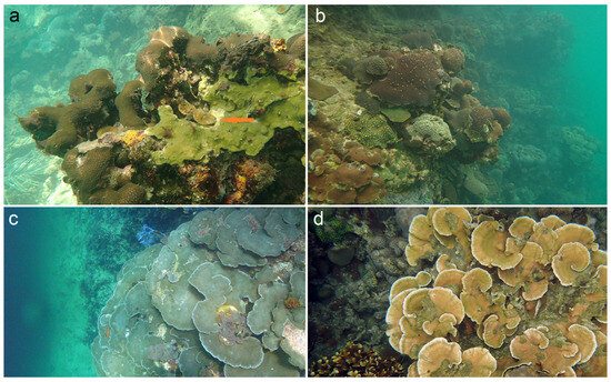 Stony Corals and Their Associated Fauna Residing in Marine Lakes under ...