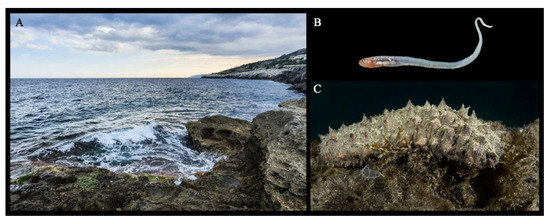 A Rather Unusual ”Pearl”: Biological Observations of the Hidden ...