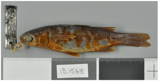 Contributions to the Taxonomy of the Mugilid Genus Moolgarda Whitley ...