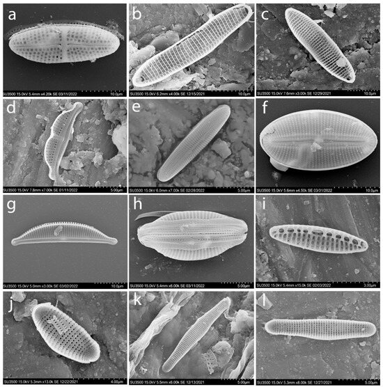 Diversity | Free Full-Text | Benthic Diatoms on Macrophytes of the ...