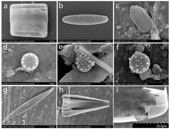 Diversity | Free Full-Text | Benthic Diatoms on Macrophytes of the ...