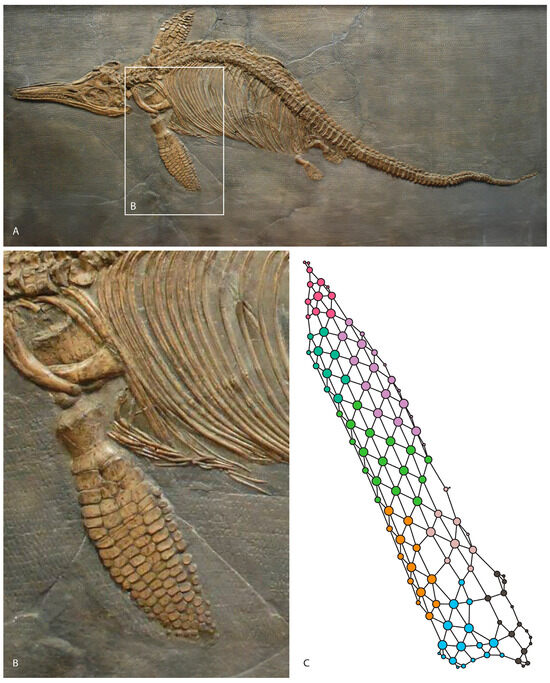 Bone Connectivity and the Evolution of Ichthyosaur Fins