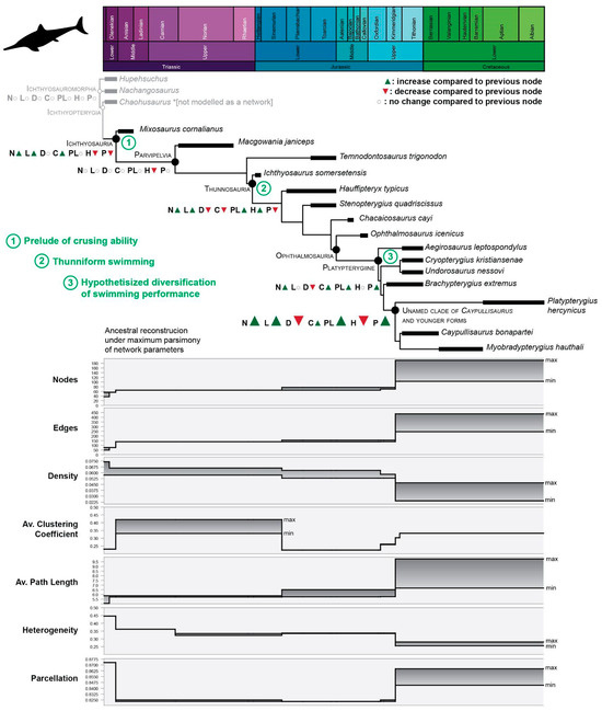 Bone Connectivity and the Evolution of Ichthyosaur Fins