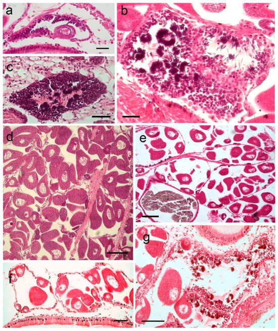 Gonadal Cycle of Corbicula largillierti (Bivalvia: Cyrenidae) in a Pampean Streams, Argentina